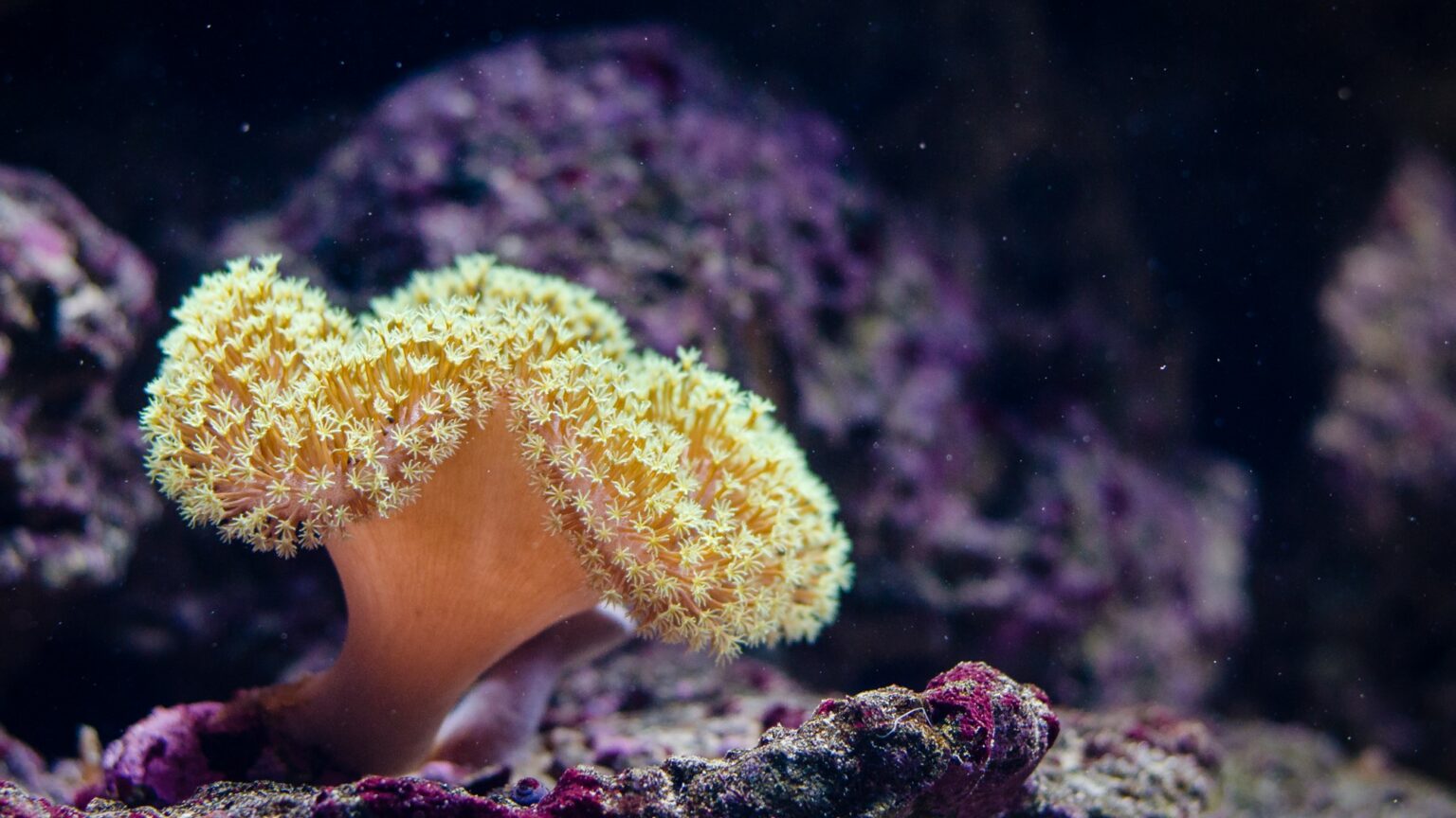 Comprendre les différents types de coraux : mous, LPS et SPS - Monrecif.fr