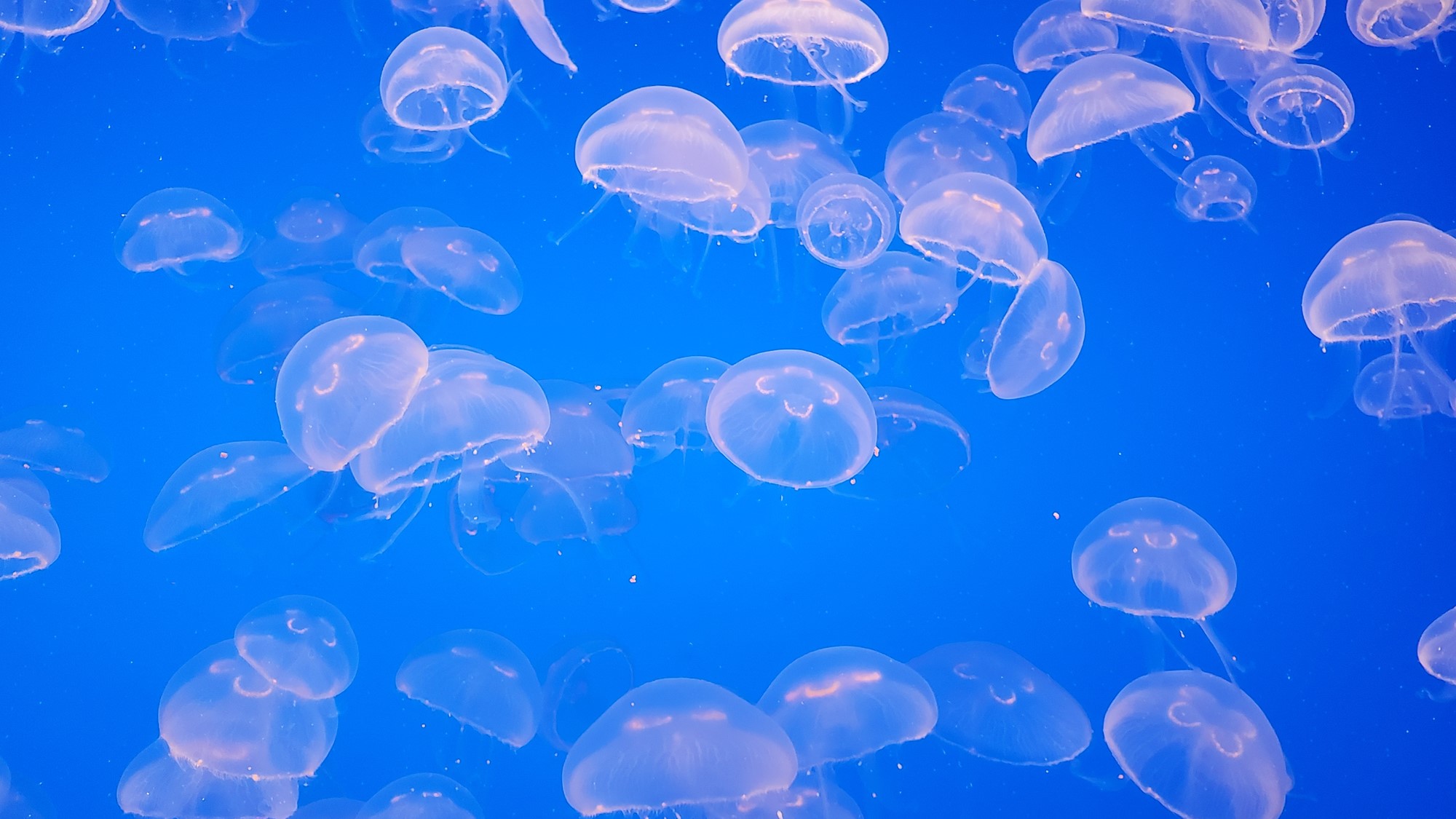Découverte de la méduse lune (Aurelia aurita) - Monrecif.fr