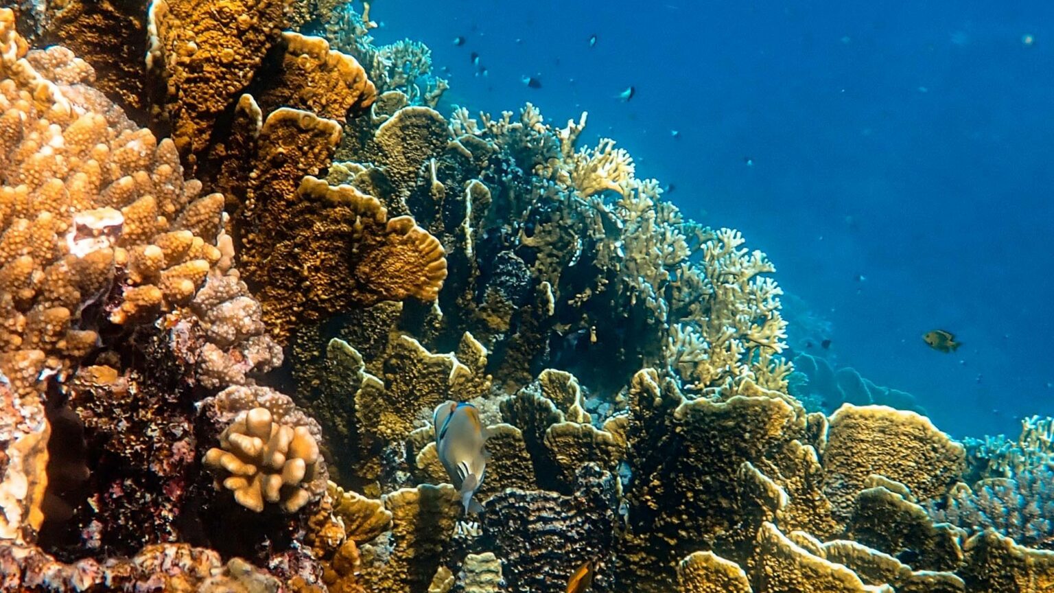 D'où viennent les coraux de nos aquariums ? Découvrez leur origine et ...