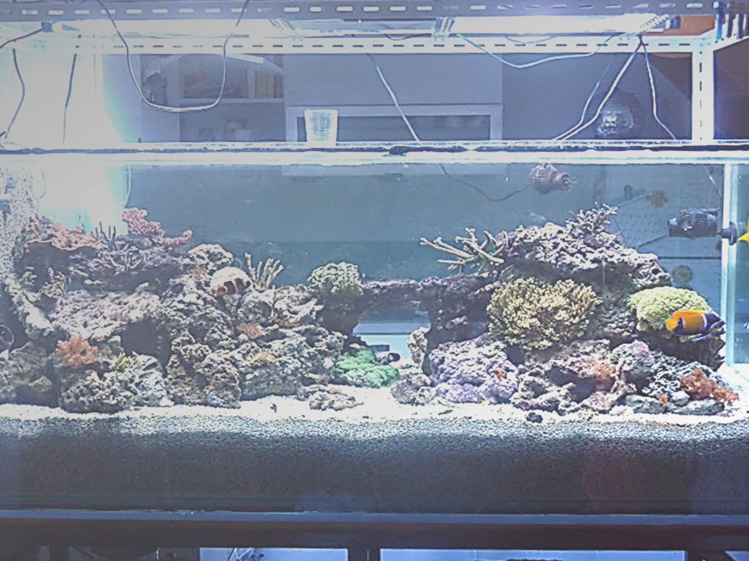 Découverte des différentes méthodes en récifal : Berlinoise, Jaubert et ...