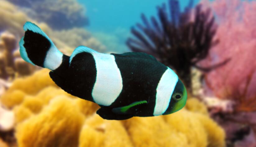 Les variantes de poissons clown - Monrecif.fr