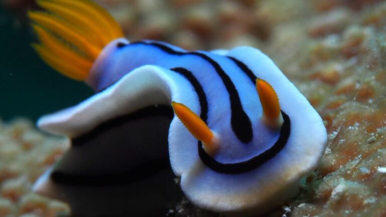 Fiche invertébré : La limace de mer (Chromodoris lochi) - Monrecif.fr
