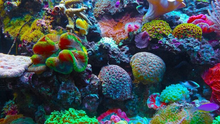 Les différents types de coraux pour un aquarium récifal (mous, durs ...