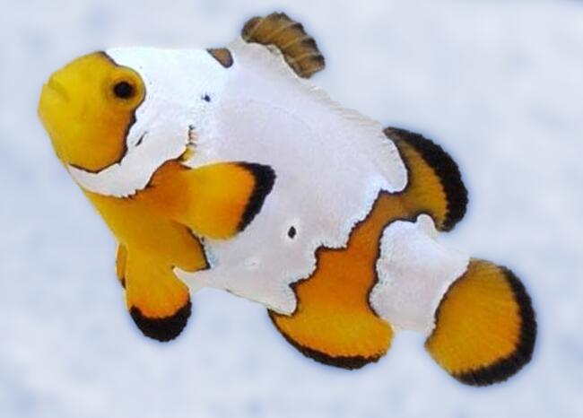 Les variantes de poissons clown - Monrecif.fr