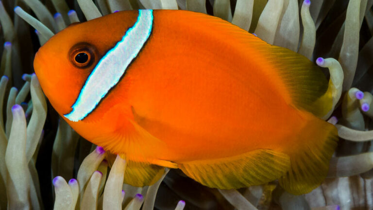 L'amphiprion frenatus (Poisson-clown tomate) - Monrecif.fr