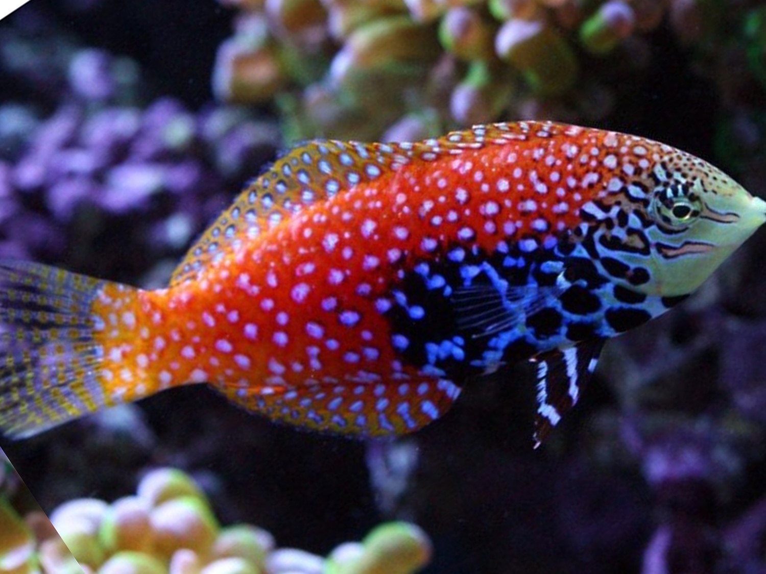 Le Labre vermiculé (Macropharyngodon bipartitus) - Monrecif.fr