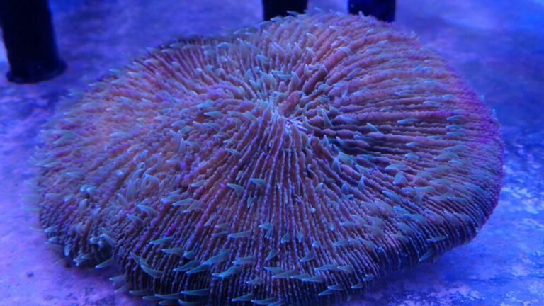 Les différents types de coraux pour un aquarium récifal (mous, durs ...